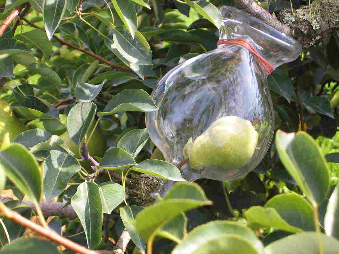 There is a full sized pear in a bottle of brandy. how does it get there ...